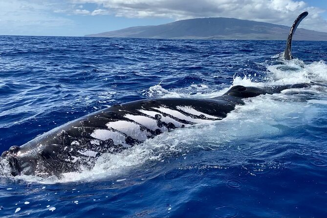 2 Hour Prime Time Maui Whale Watching - Who Should Book This Tour?