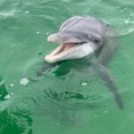2 Hour Private Dolphin and Sightseeing Tour Shell Island - Exploring the Details of the Shell Island Experience