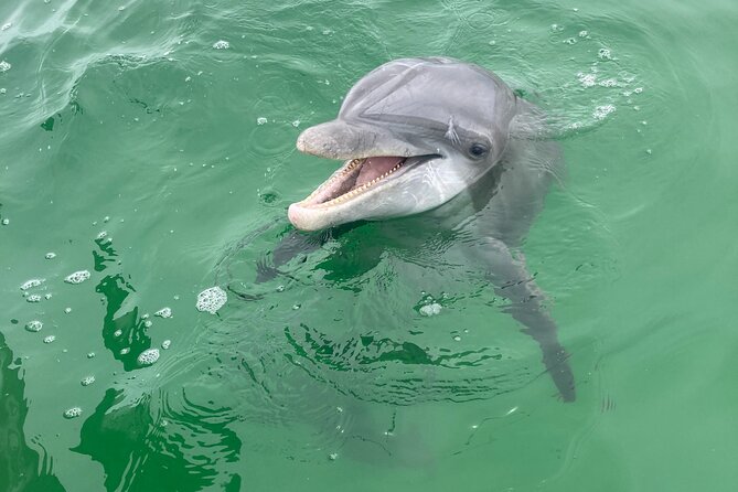 2 Hour Private Dolphin and Sightseeing Tour Shell Island - Exploring the Details of the Shell Island Experience