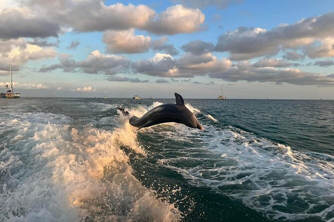 2 Hour Private Dolphin Sightseeing Tour - Key Points