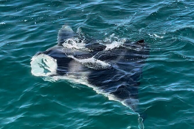 2 Hour Private Dolphin Sightseeing Tour - Practical Details & Tips