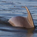 2-Hour Private Hilton Head Dolphin Watching Cruise - Who Would Love This Tour?