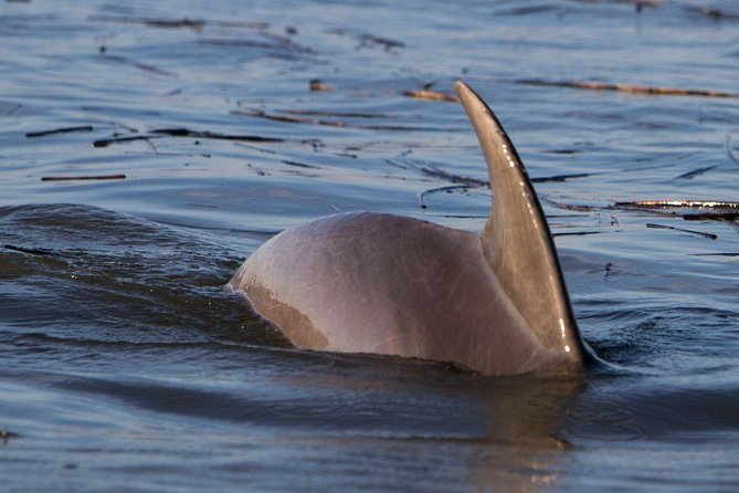 2-Hour Private Hilton Head Dolphin Watching Cruise - Who Would Love This Tour?