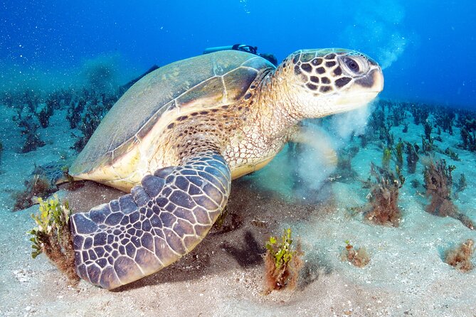 2-Hour Snorkeling Adventure in Kauai - The Experience: What to Expect on the Kauai Snorkeling Tour