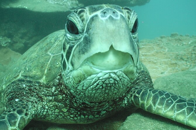 2-Hour Snorkeling Adventure in Kauai - The Impact of Guided Expertise