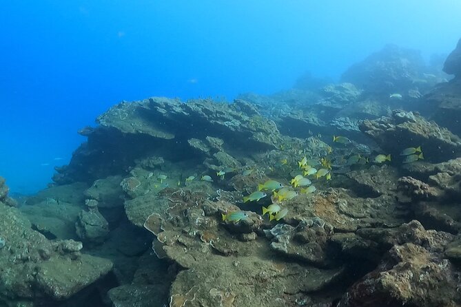 2-Hour Snorkeling Adventure in Kauai - FAQs