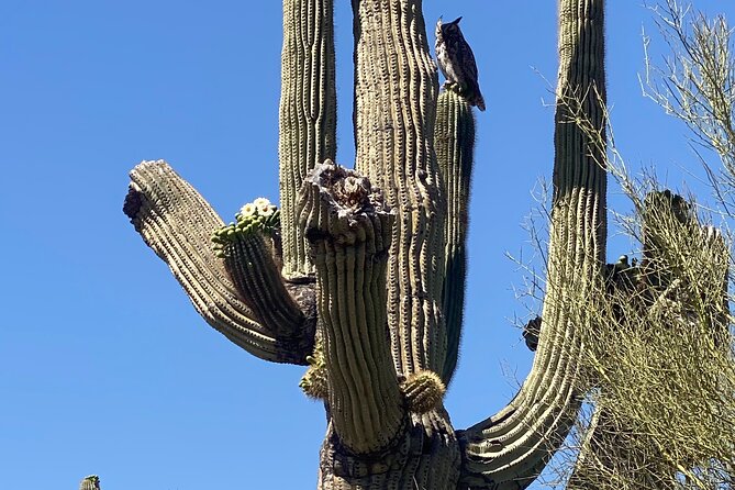 2 Hour Sonoran Desert Private Guided Mountain Bike Tour - Final Thoughts