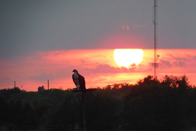 2-Hour Sunset Safari Eco Cruise from Cape May - Key Points