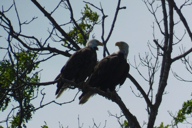 2-Hour Sunset Safari Eco Cruise from Cape May - An Overview of the Cape May Sunset Eco Cruise