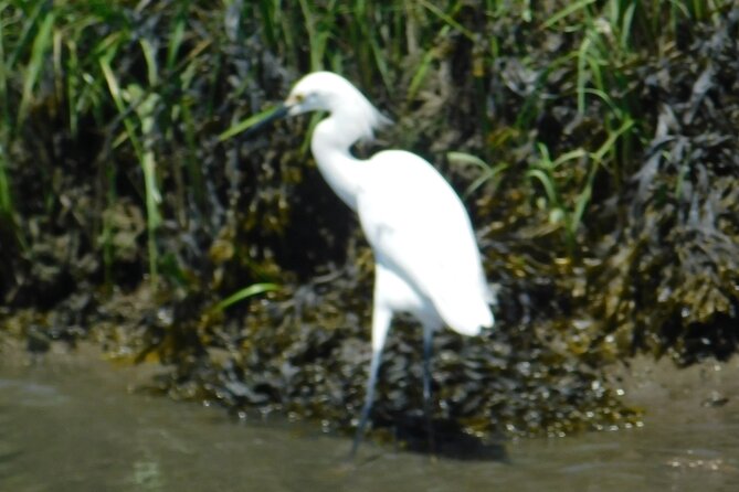 2-Hour Sunset Safari Eco Cruise from Cape May - Why This Tour Is Worth Considering