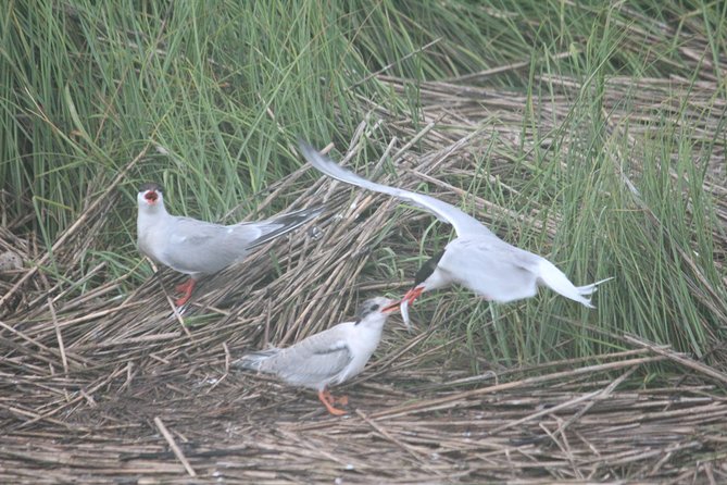 2-Hour Sunset Safari Eco Cruise from Cape May - Practical Details and Booking Tips