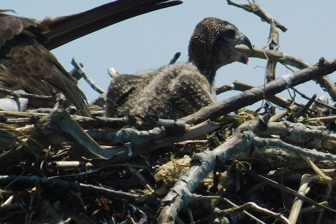 2-Hour Sunset Safari Eco Cruise from Cape May - FAQ