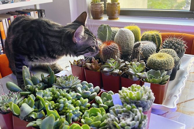 2-Hour Terrarium Making Experience with Cats in New York - An Authentic, Creative Escape in the City That Never Sleeps
