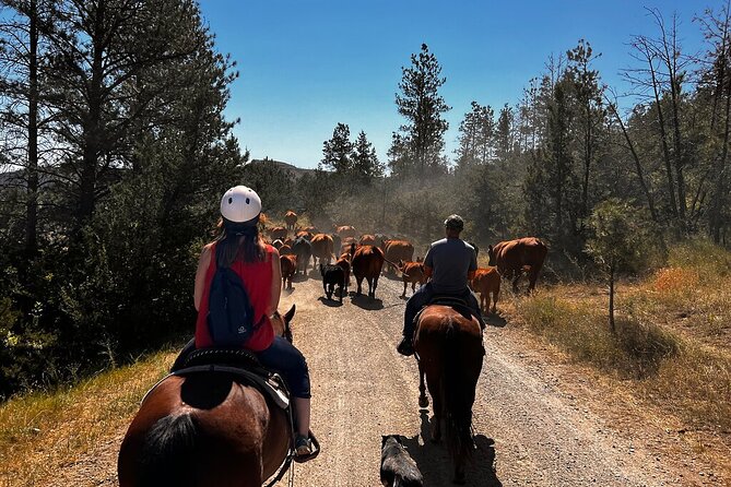 2 Hour Trail Ride in Montana Ranch Country - Introduction
