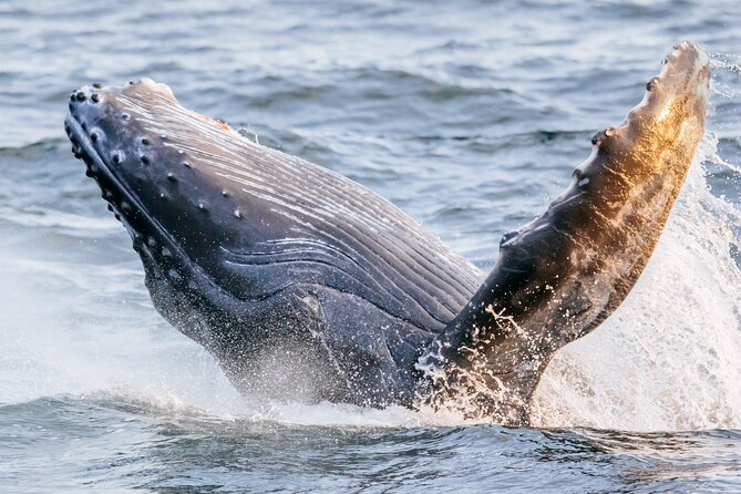2 Hour Waikiki Whale Watching Cruise from Oahu - A Thorough Breakdown of the Experience