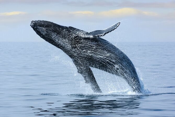 2 Hour Waikiki Whale Watching in Honolulu - Who Will Love This Tour?