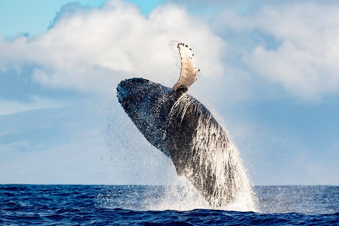 2 Hour Waikiki Whale Watching in Honolulu - Practical Details and Tips
