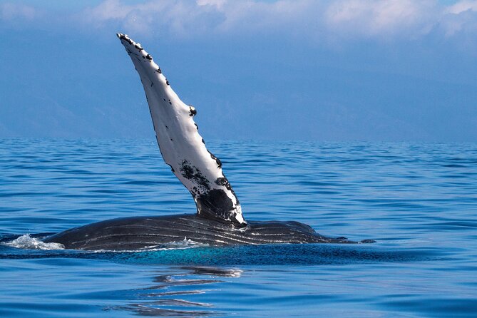 2 Hour Waikiki Whale Watching in Honolulu - FAQs