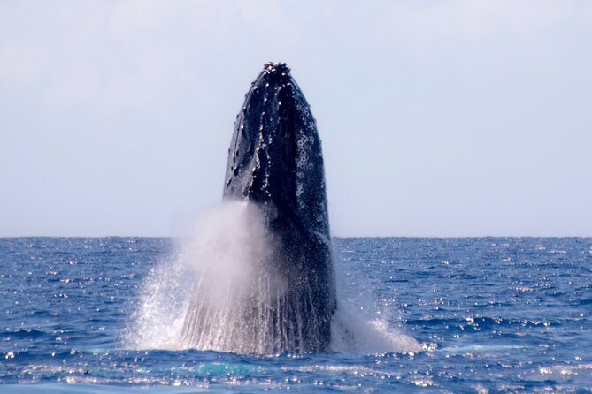 2 Hour Waikiki Whale Watching in Honolulu - Final Thoughts