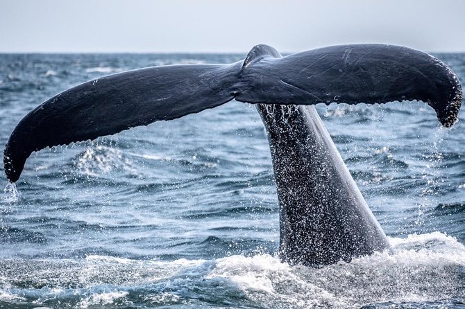 2-Hour Whale Watching from Oahu - Key Points