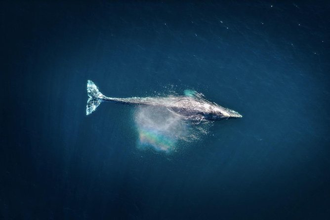 2-Hour Whale Watching from Oahu - What to Expect on Your Whale Watching Tour