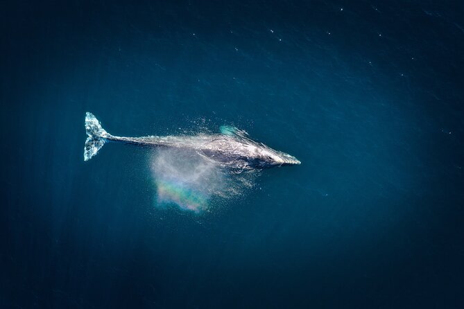 2-Hour Whale Watching from Oahu - Who This Tour Is Perfect For