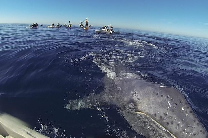 2 Hour Whale Watching Kayak Tour for Two - Key Points