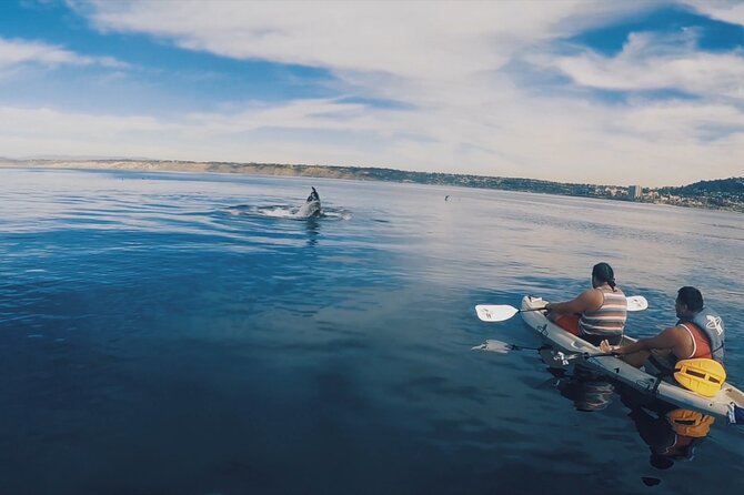 2 Hour Whale Watching Kayak Tour for Two - A Deep Dive into the Experience