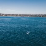 2 Hour Whale Watching Kayak Tour for Two - FAQ: Common Questions About the Whale Watching Kayak Tour