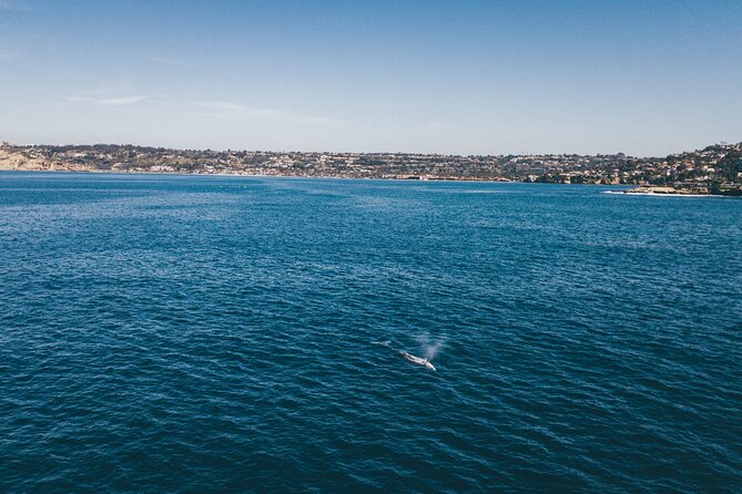 2 Hour Whale Watching Kayak Tour for Two - FAQ: Common Questions About the Whale Watching Kayak Tour