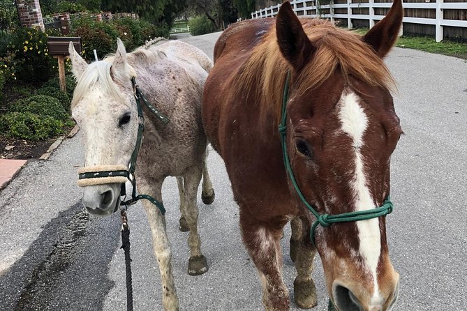 2 Hour Wildflower Horseback Trail Ride experience in Agoura Hills - Authenticity and Value