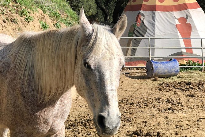 2 Hour Wildflower Horseback Trail Ride experience in Agoura Hills - Who Would Love This Experience?