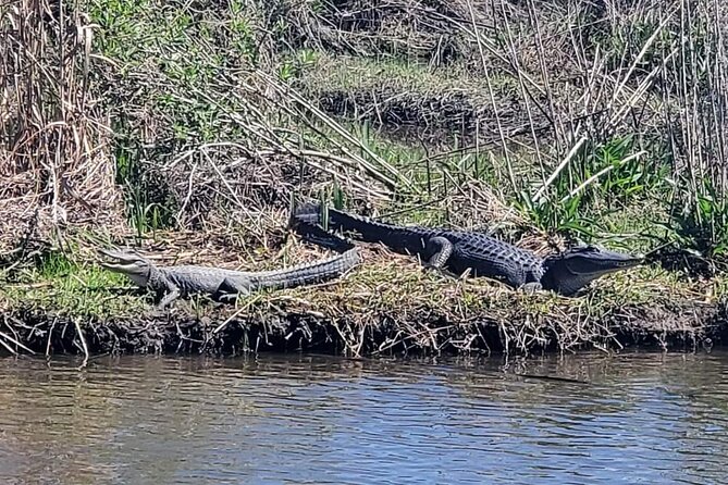 2 Hours Boat Tour in Louisiana Bayous Near New Orleans - The Sum Up