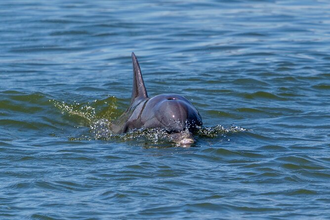2 Hours Dolphin Eco Tour - A Closer Look at the Tour Itinerary