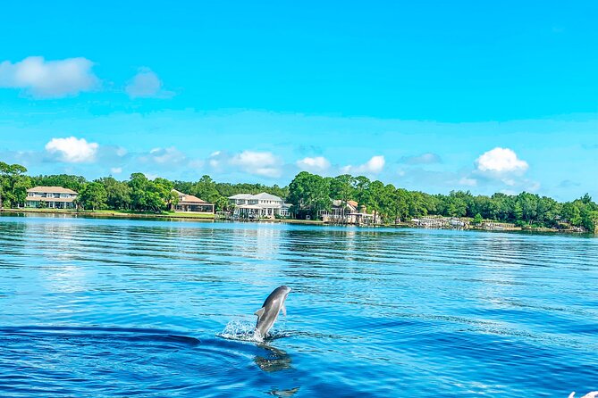 2 Hours Guided Dolphin Tour in Florida - An Inside Look at the Experience