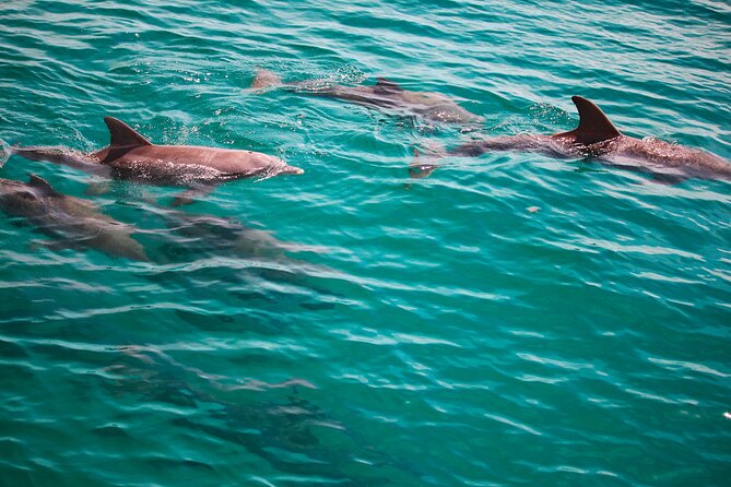 2 Hours Guided Dolphin Tour in Florida - Who Will Love This Tour?