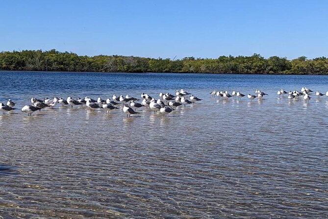 2 Hours Kayak Eco Tour in Tarpon Springs - Wrapping Up