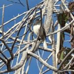 2 Hours of Mindful Bird Watching near Denver - What the Tour Offers
