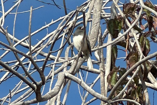 2 Hours of Mindful Bird Watching near Denver - What the Tour Offers
