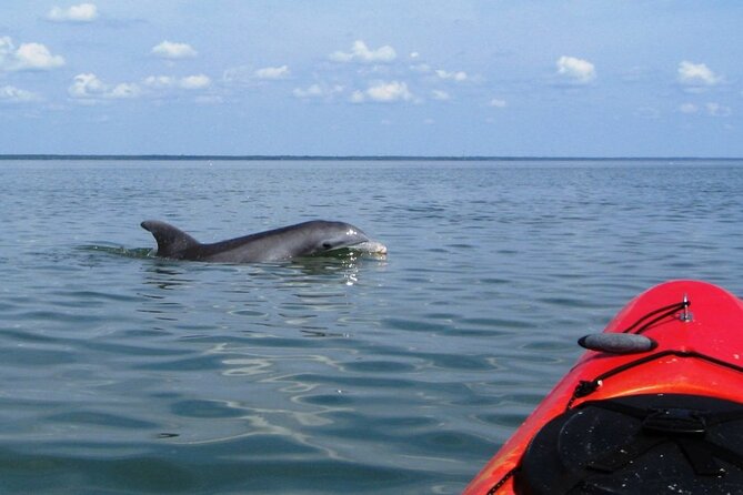 2 Hours Shem Creek Safari Kayak Tour - An In-Depth Look at the Shem Creek Safari Kayak Tour