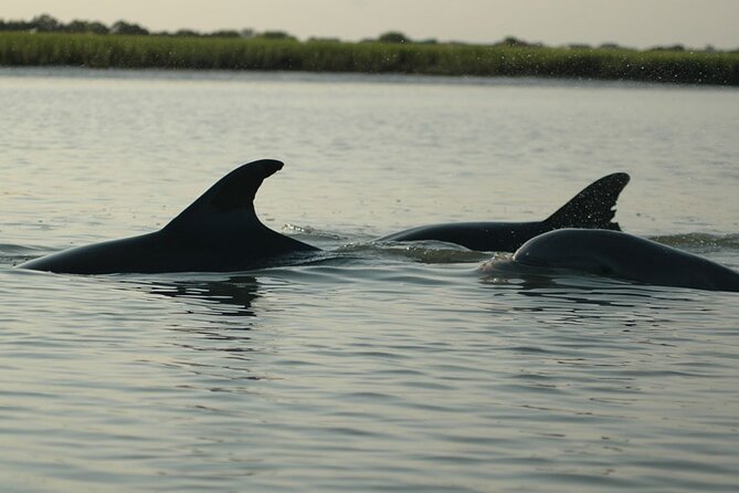 2 Hours Shem Creek Safari Kayak Tour - Who Will Enjoy This Tour?
