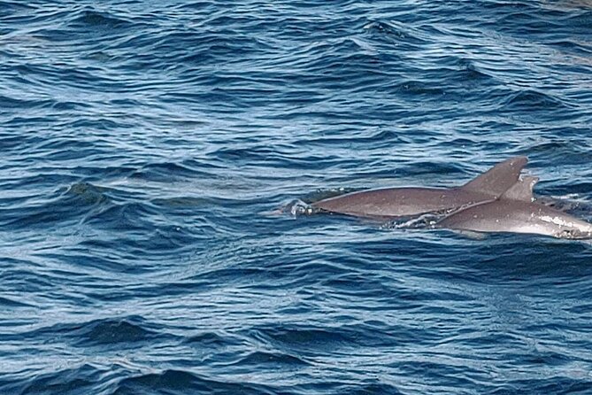 2 Hours Swim with the Dolphins in Panama City - The Itinerary in Detail: What to Expect  