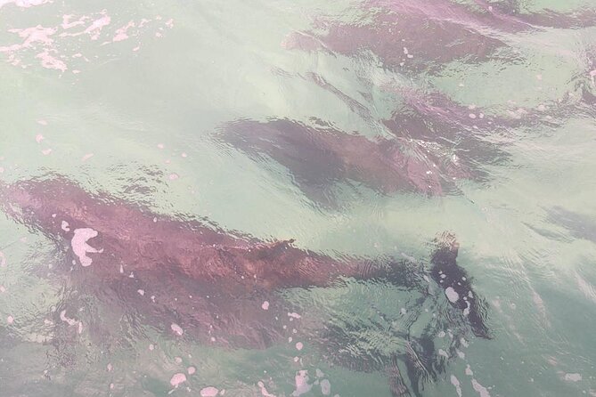 2 Hours Swim with the Dolphins in Panama City - The Value of This Dolphin Tour