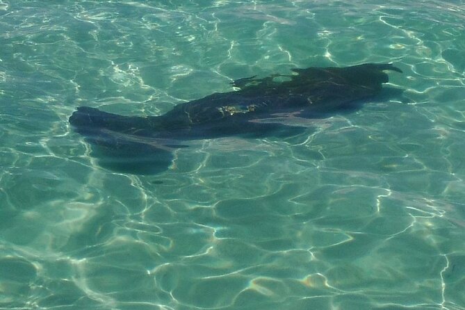 2 Hours Swim with the Dolphins in Panama City - Why Youll Love This Experience  