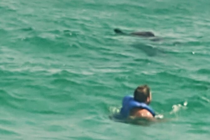 2 Hours Swim with the Dolphins in Panama City - Who Would Enjoy This Tour?  
