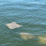 2 HR Dolphin Tour for 7 people - Who Should Consider This Tour?