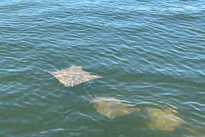 2 HR Dolphin Tour for 7 people - Who Should Consider This Tour?