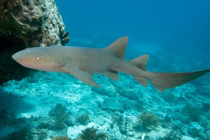 2 Location Snorkel Tour - Gear Included, 65 minutes per location - The Itinerary: What to Expect on Your Snorkeling Day