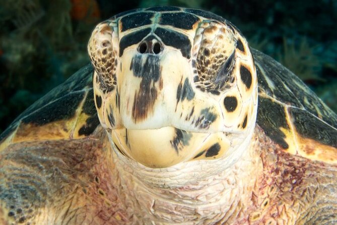 2 Location Snorkel Tour - Gear Included, 65 minutes per location - The Experience: What Sets It Apart