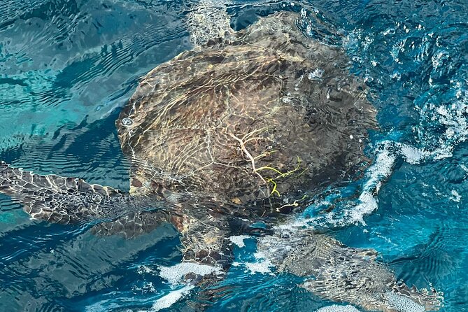 2 Location Snorkel Tour - Gear Included, 65 minutes per location - The Downsides to Consider